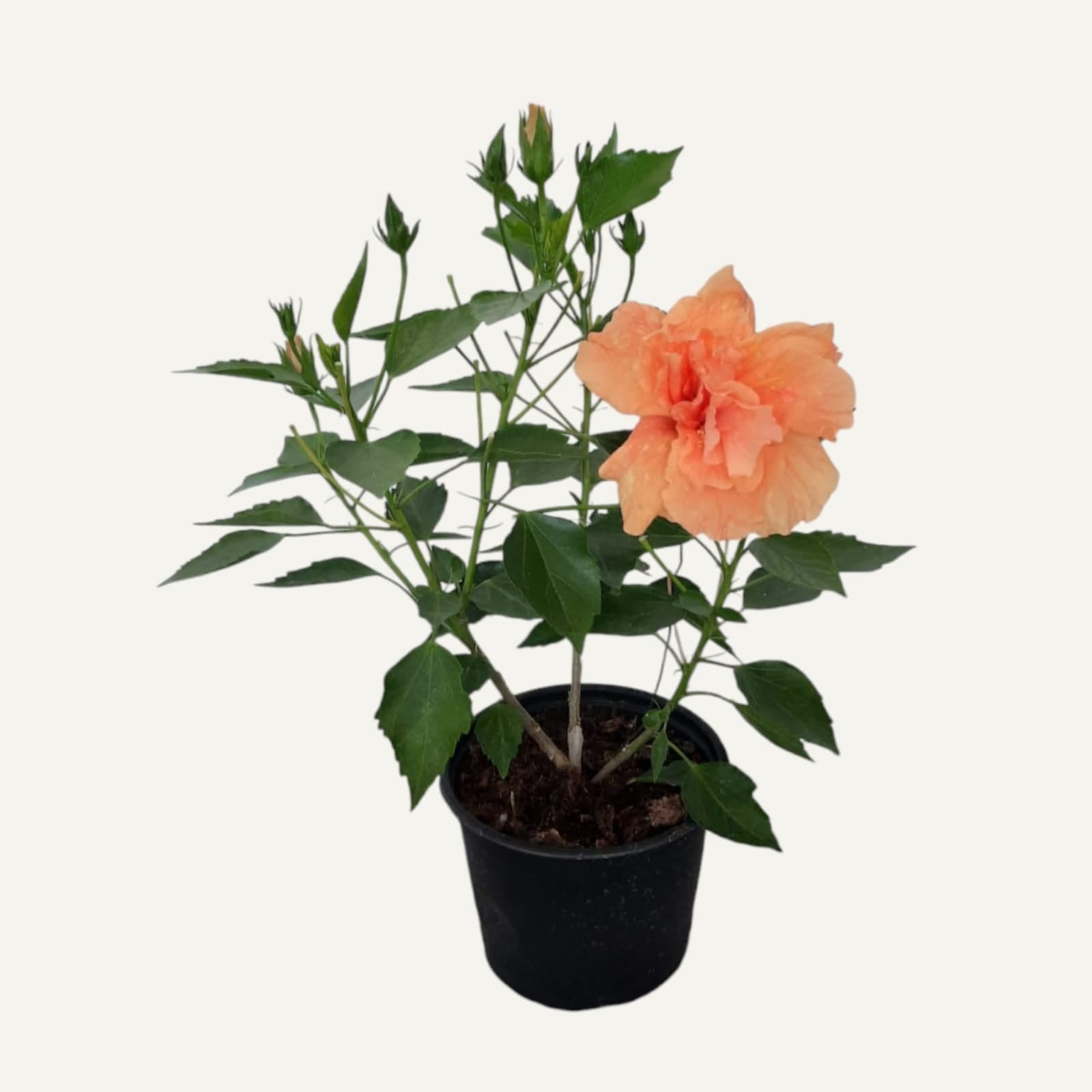 Hibiscus Portocaliu Batut – MYHIBISCUS.RO